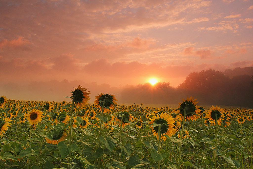 Toward the Light, Beyond the Field 9/21/2025 – Prose and Possibilities